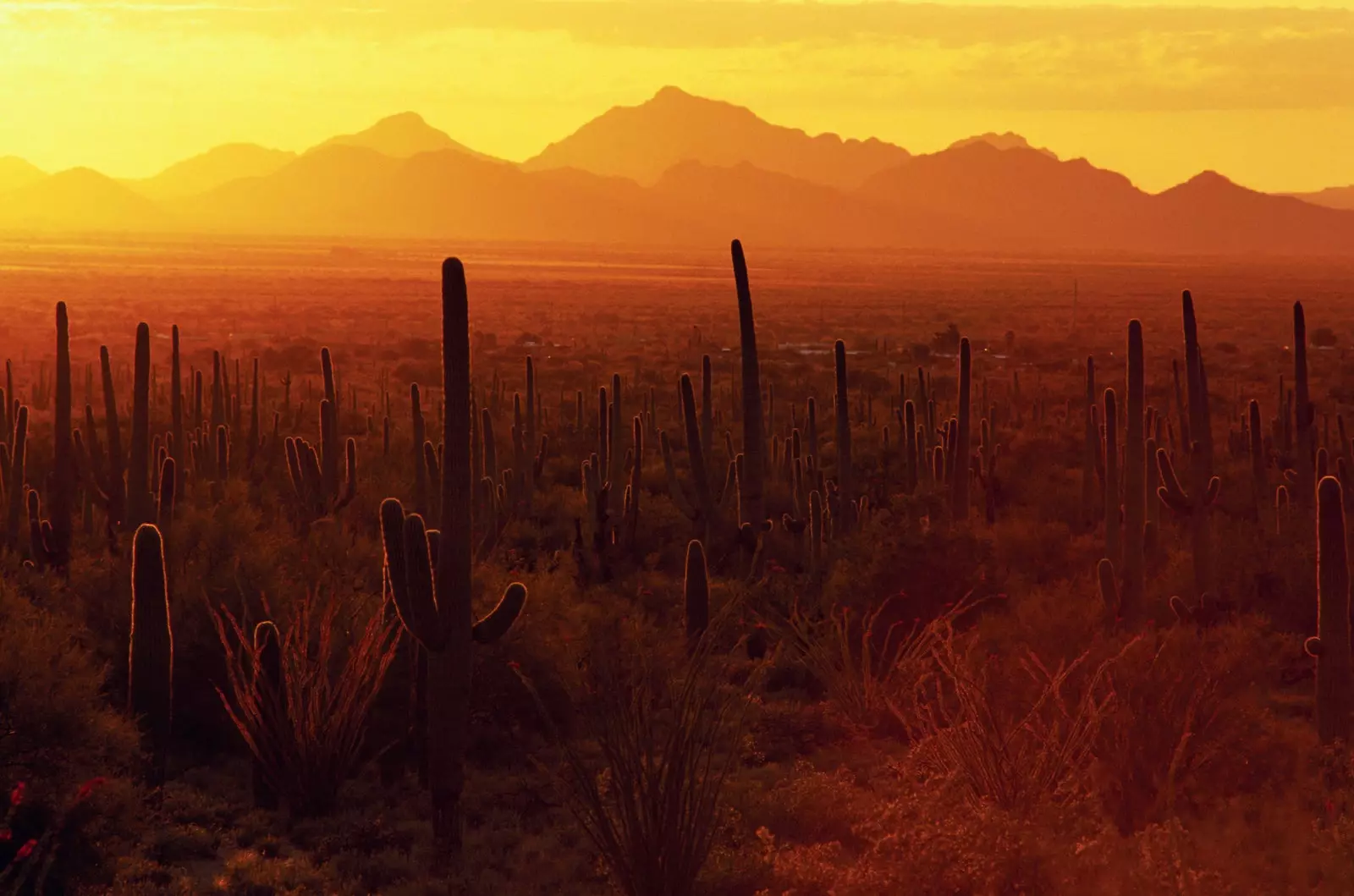 Saguaro nacionālais parks. (Foto Denijs Lemmans/Getty Images)