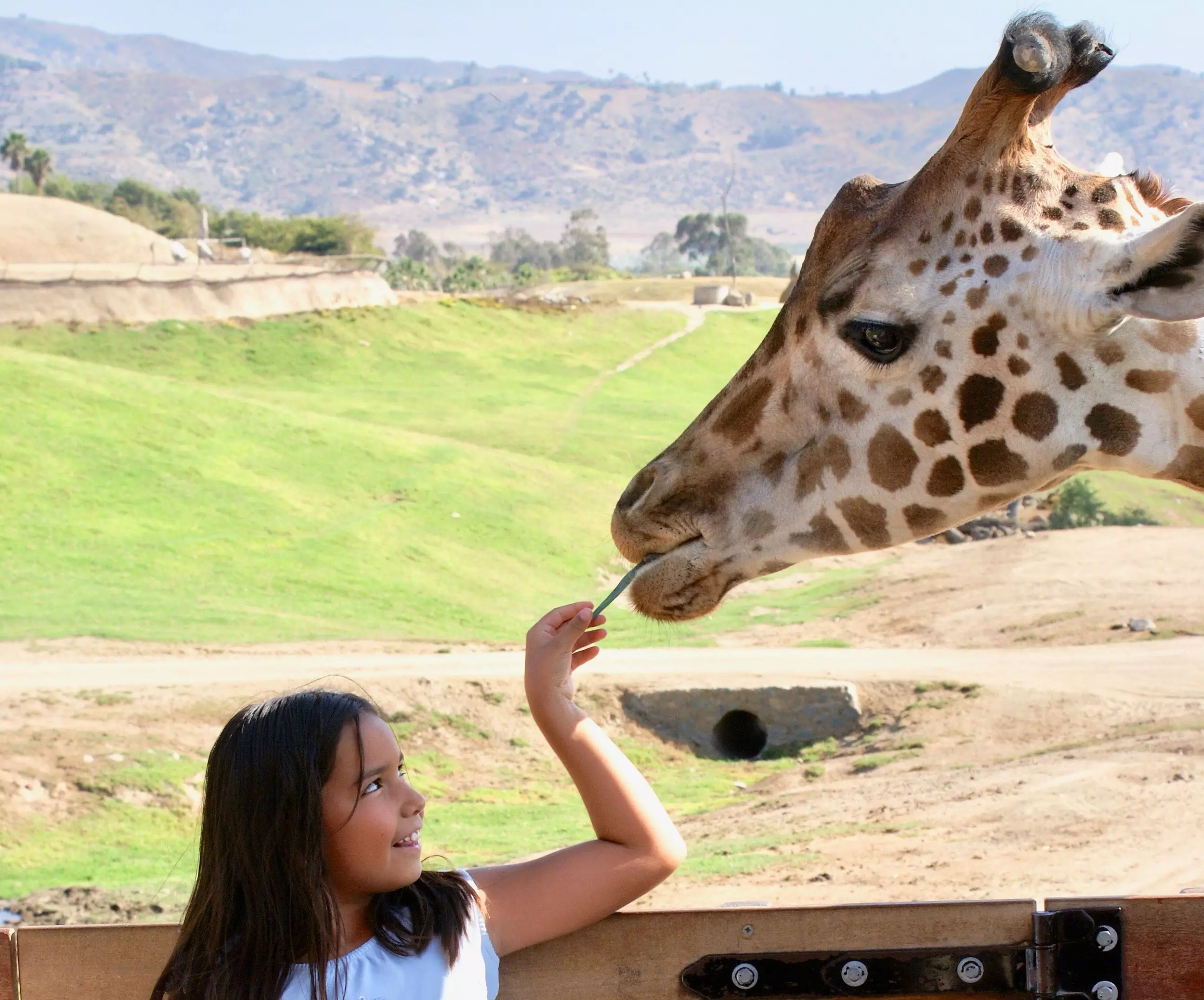 kaelkirjaku toitmine San Diego loomaaia safaripark