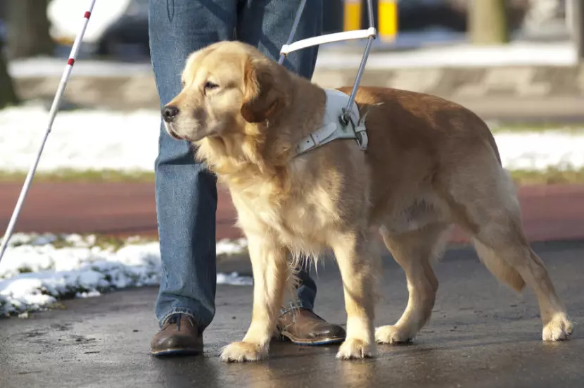 Anda boleh menyokong latihan anjing perkhidmatan dengan menderma mata dan batu.