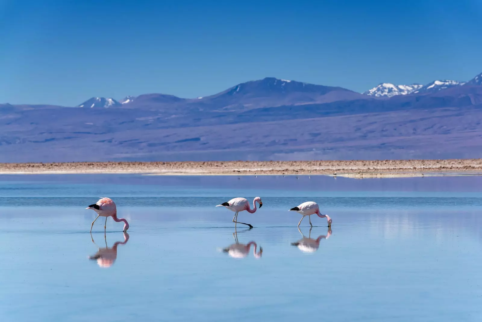 Atacama Desert, Chile, Flamingos