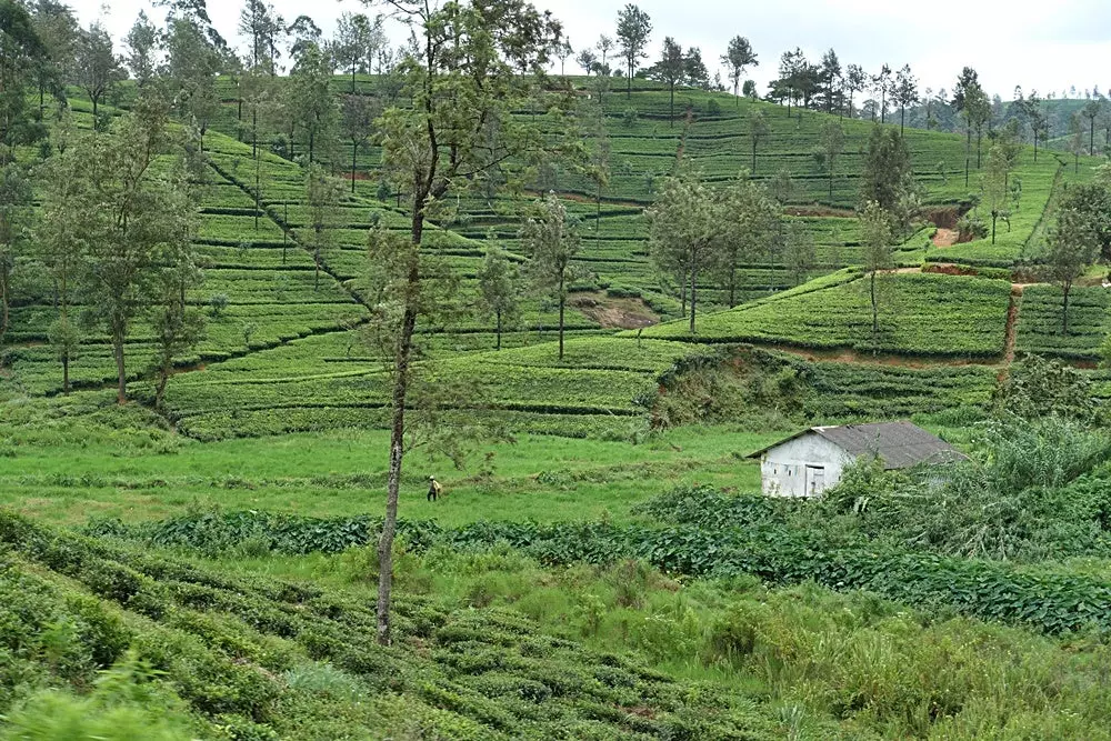 Anmeldelse: Sri Lanka Railways in Second Class Fra Kandy til Ella 12253_28