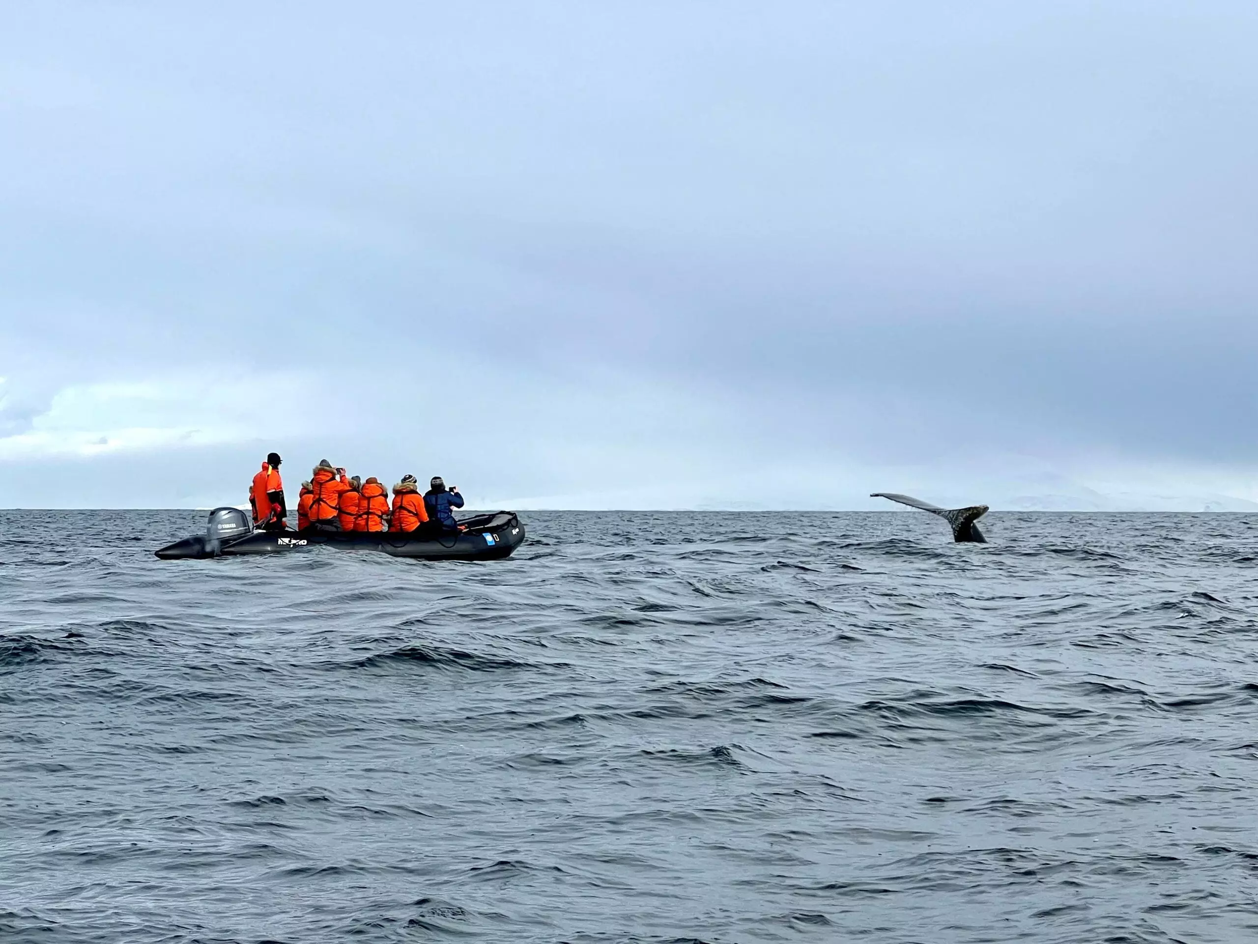 Это лучший круизный лайнер по Антарктиде? Наш взгляд на новое судно Lindblad 1289_13