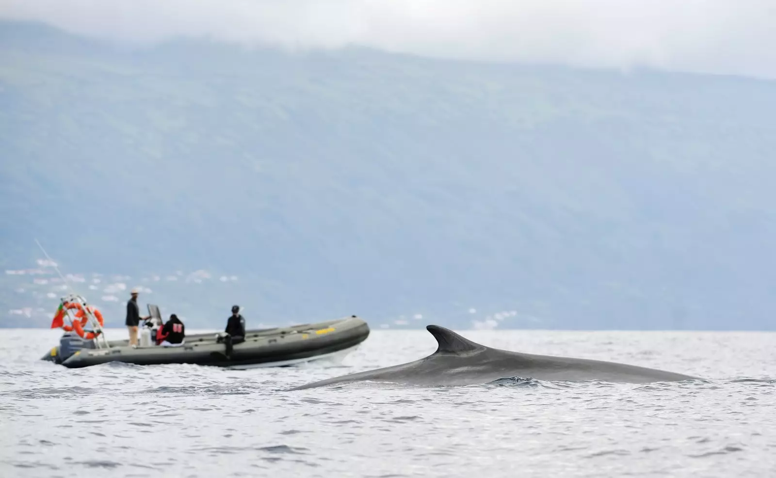 Avistamento de baleas nas Azores. (Foto vía Getty Images)