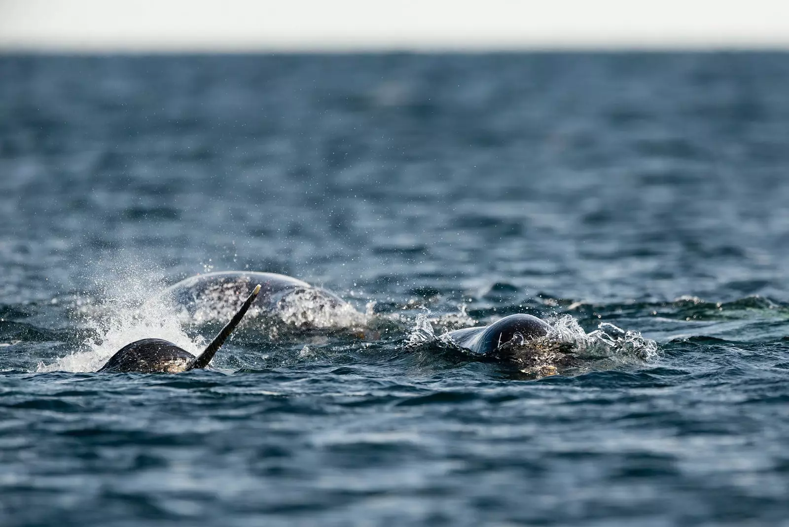 Nakita ang mga Narwhals sa Arctic Ocean. (Larawan sa pamamagitan ng Getty Images)