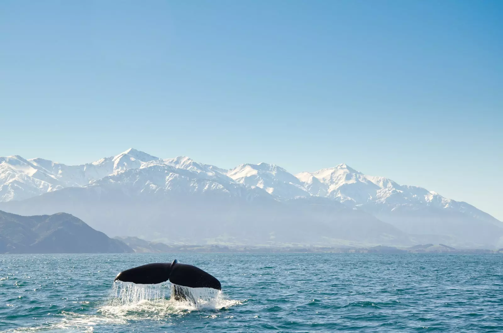 Vista da barbatana caudal de uma baleia em Kaikoura, Nova Zelândia. (Foto via Getty Images)