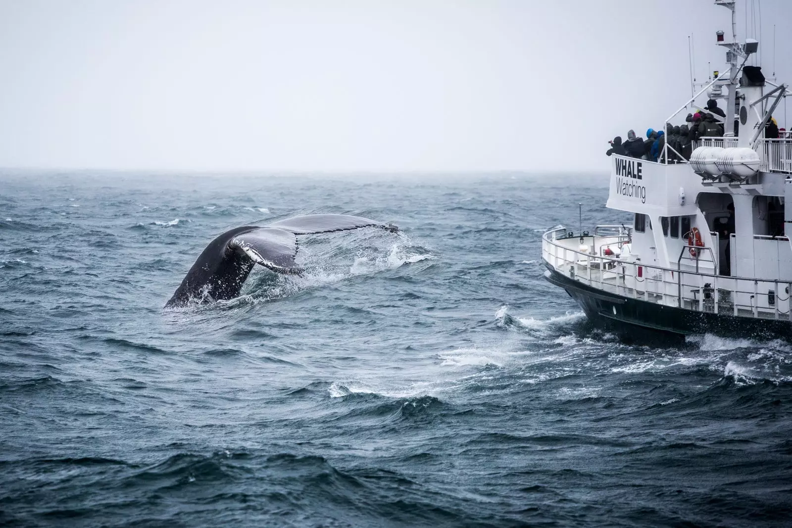 Li Îzlandayê keştiyeke çavdêriya waliyan, bi dûvika Balînên Humpback ji avê derketiye. (Wêne bi rêya Getty Images)