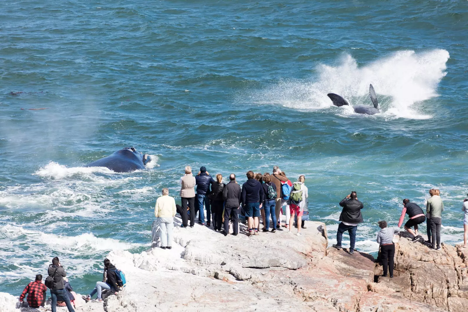 南アフリカのヘルマナスでジャンプするクジラ。 （ゲッティイメージズ経由の写真）