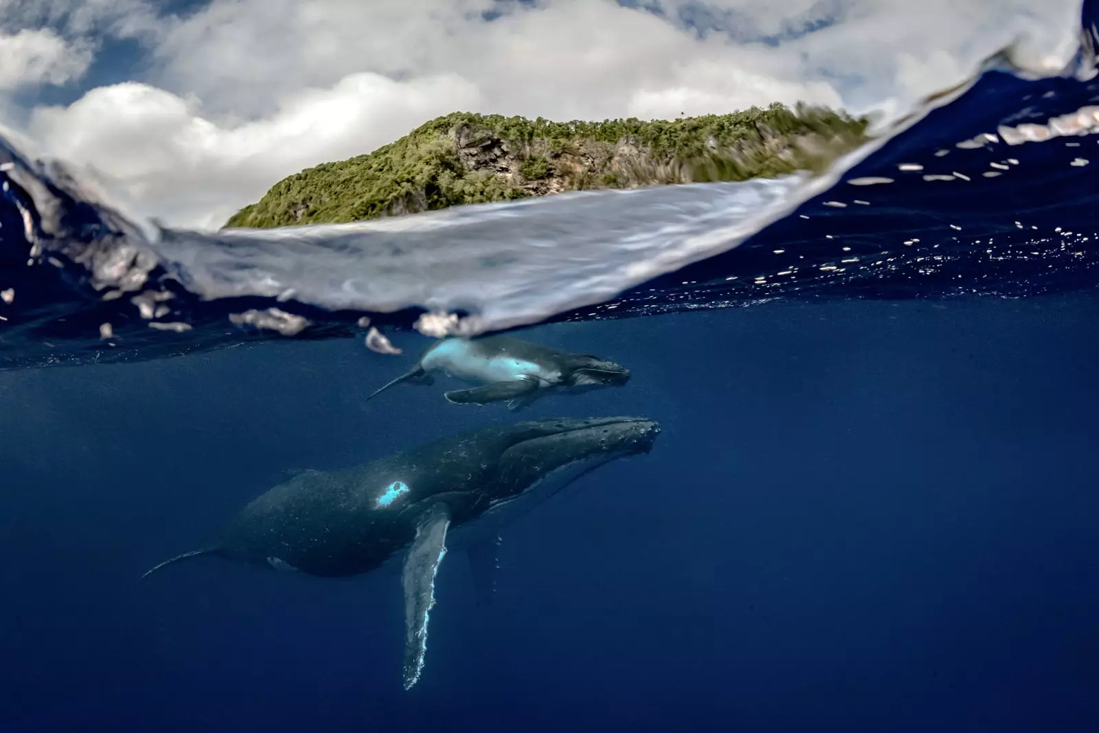 Kuprotasis banginis ir veršelis Tongoje. (Nuotrauka per Getty Images)