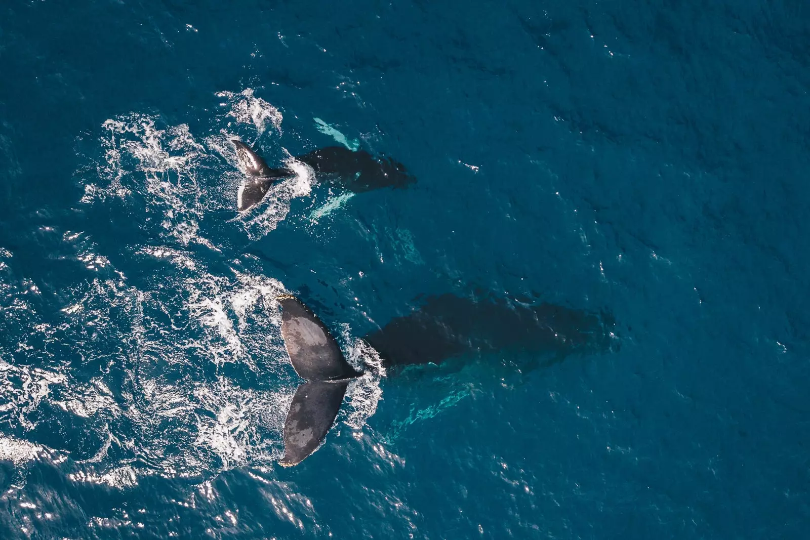 Duas baleias lado a lado em Maui. (Foto de Guille Pozzi/Unsplash)