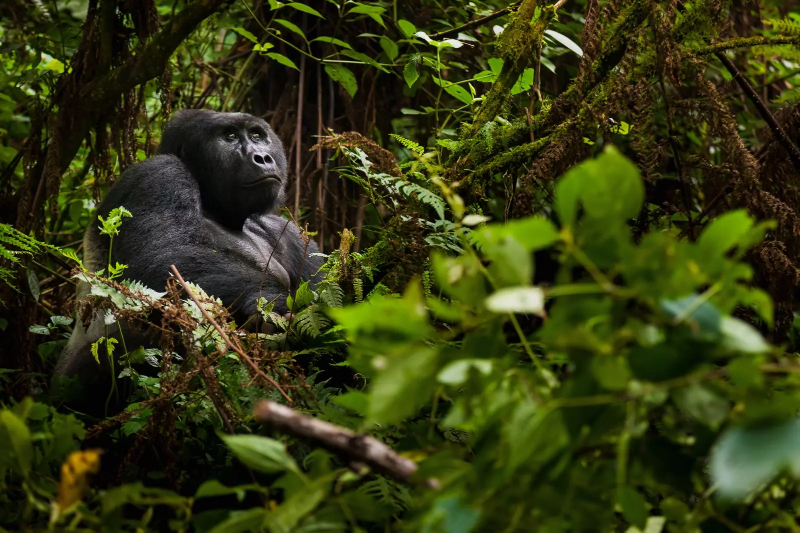 Gorilla muVolcanoes National Park, Rwanda. (Mufananidzo naMint Mifananidzo Art Wolfe / Getty Mifananidzo)