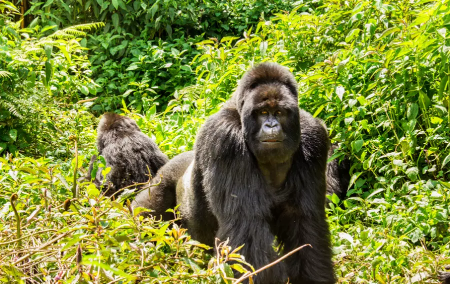 Gå till Rwanda för att spåra dess berömda (och sällsynta) bergsgorillor. Fotokredit: Volcanoes Safaris.