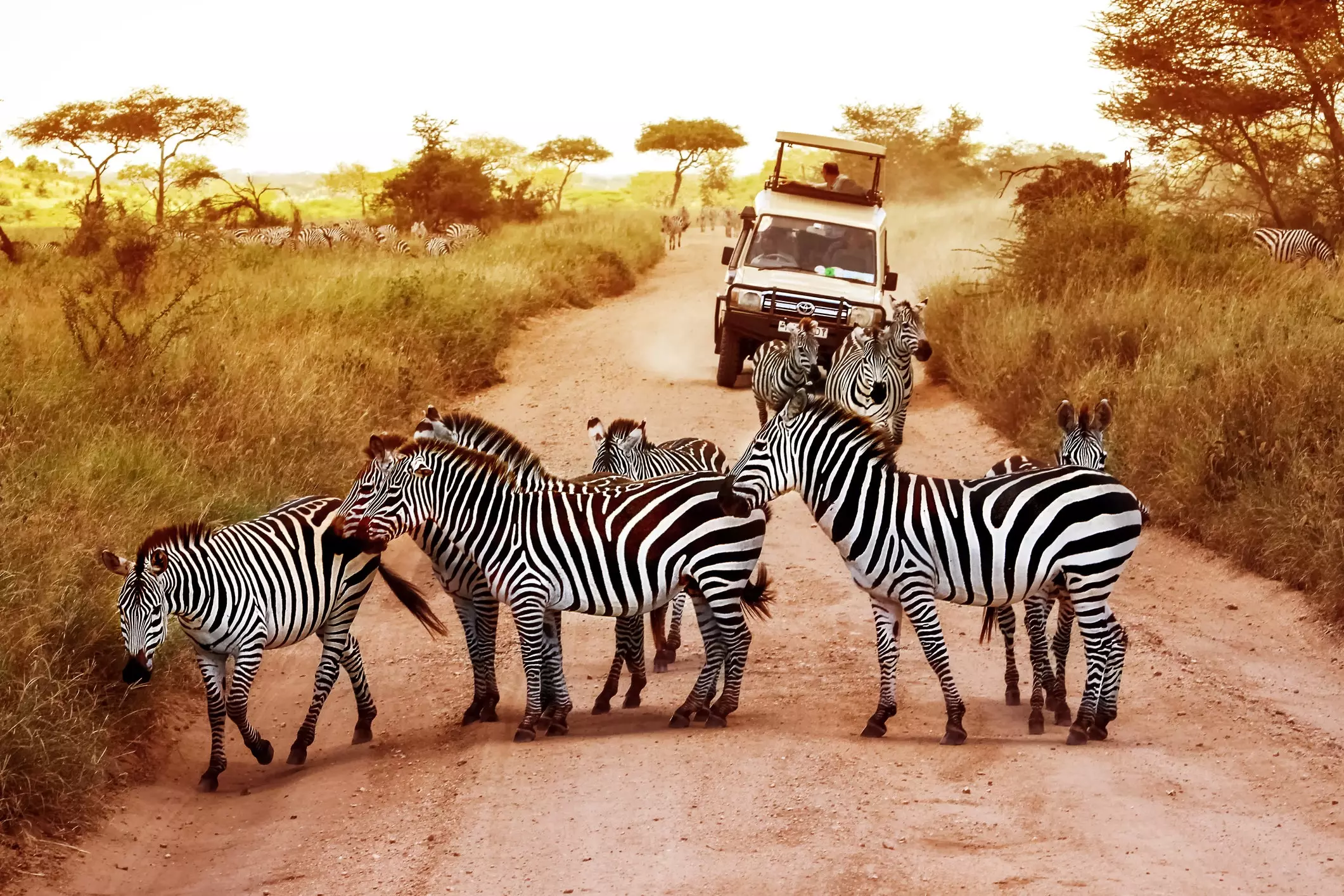 Afrika safarisini xəyal etmək: Tanzaniyaya səyahətimi mil və ballarla necə sifariş edirəm