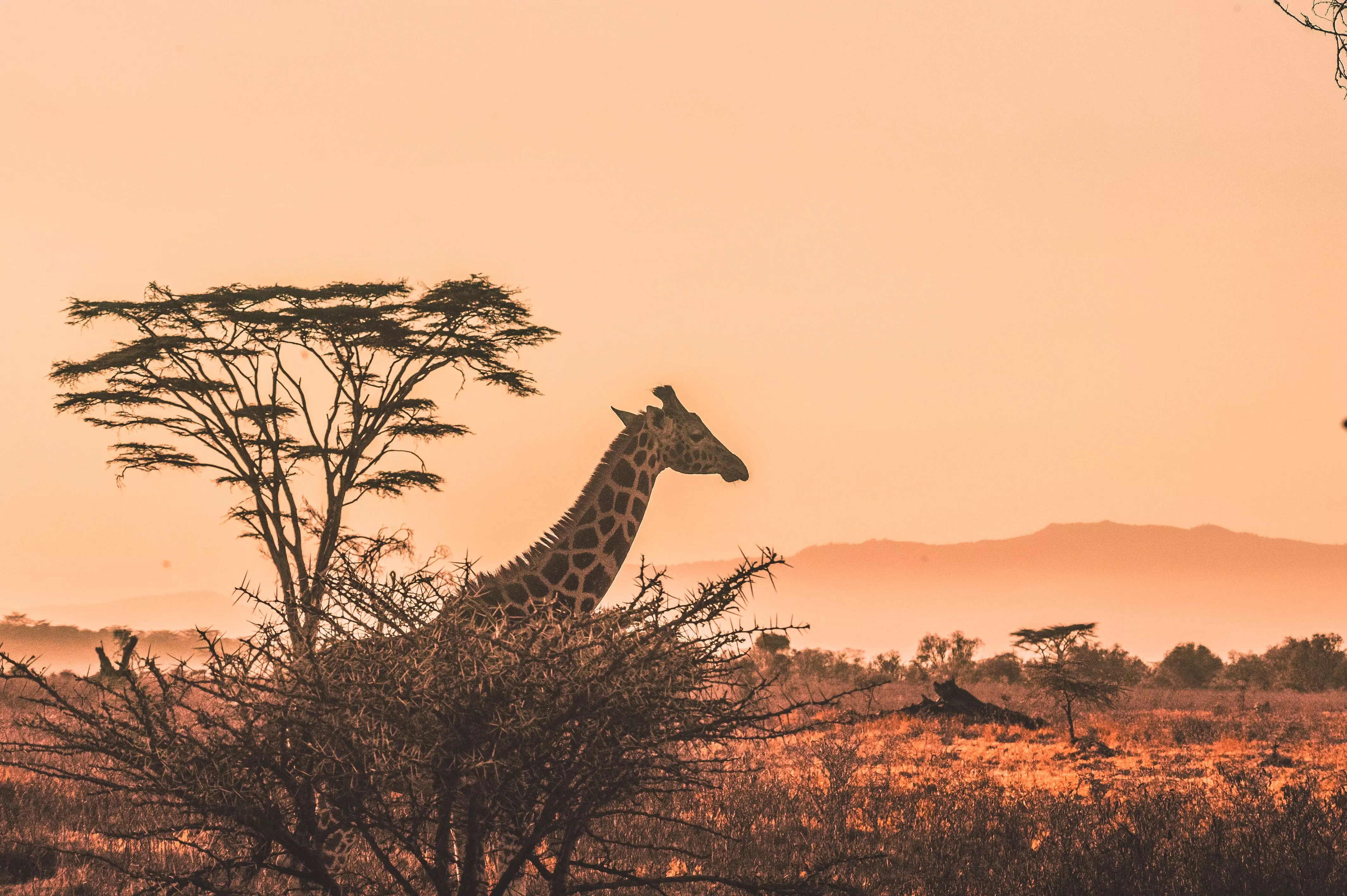 Deal Alert: Teb Chaws Asmeskas mus rau Africa Los ntawm $ 547 Round-Trip