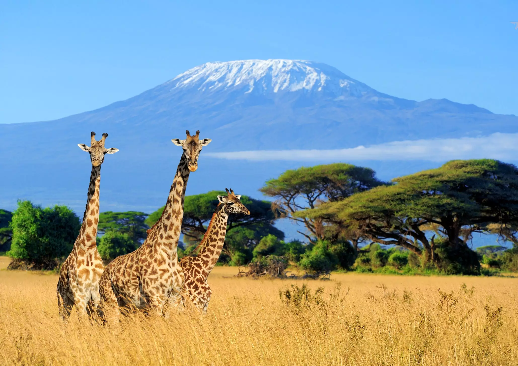 Deal Alert: USAs byer til Kenya fra $566 tur-retur