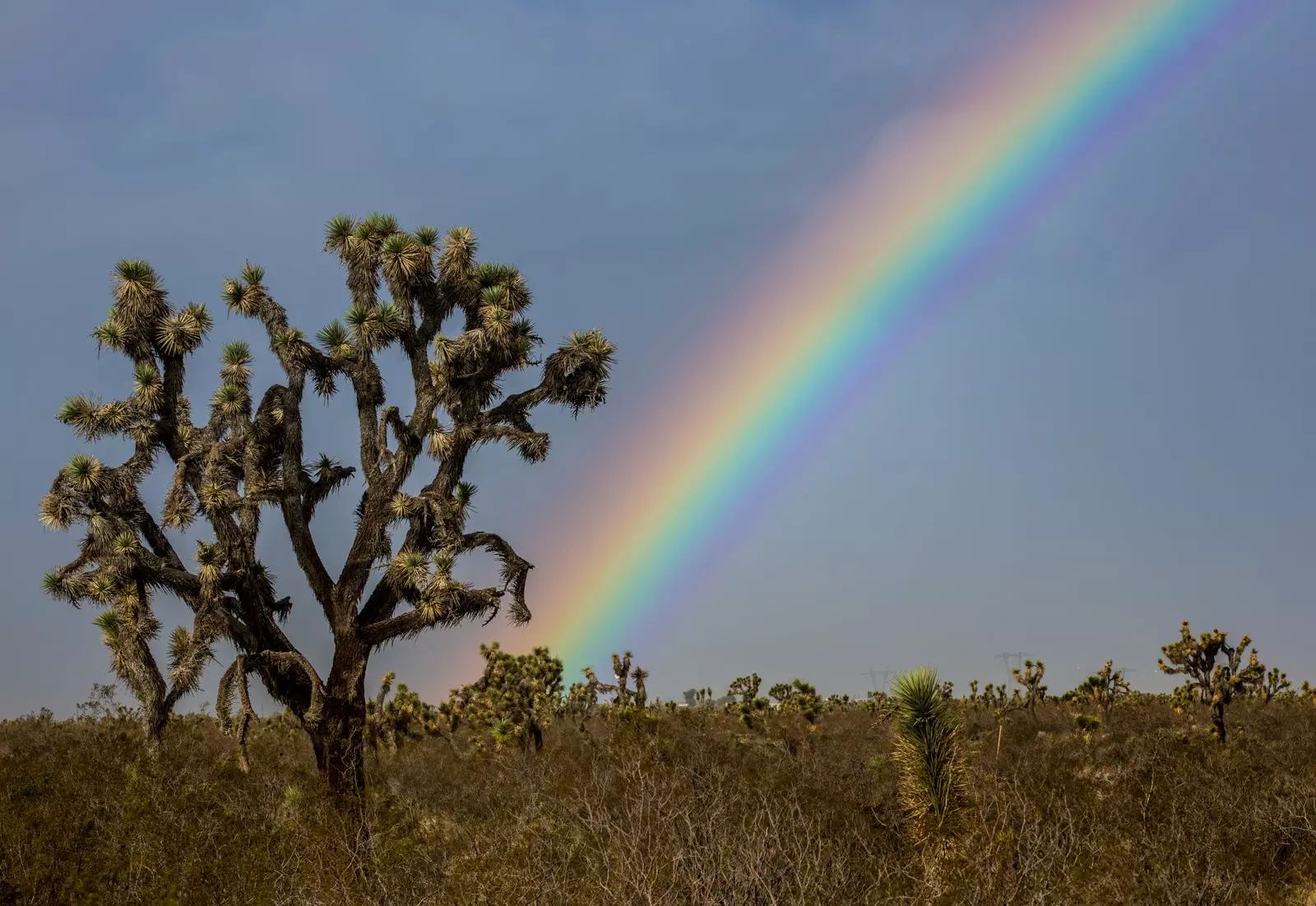 (Ifoto ya George Rose / Amashusho ya Getty)