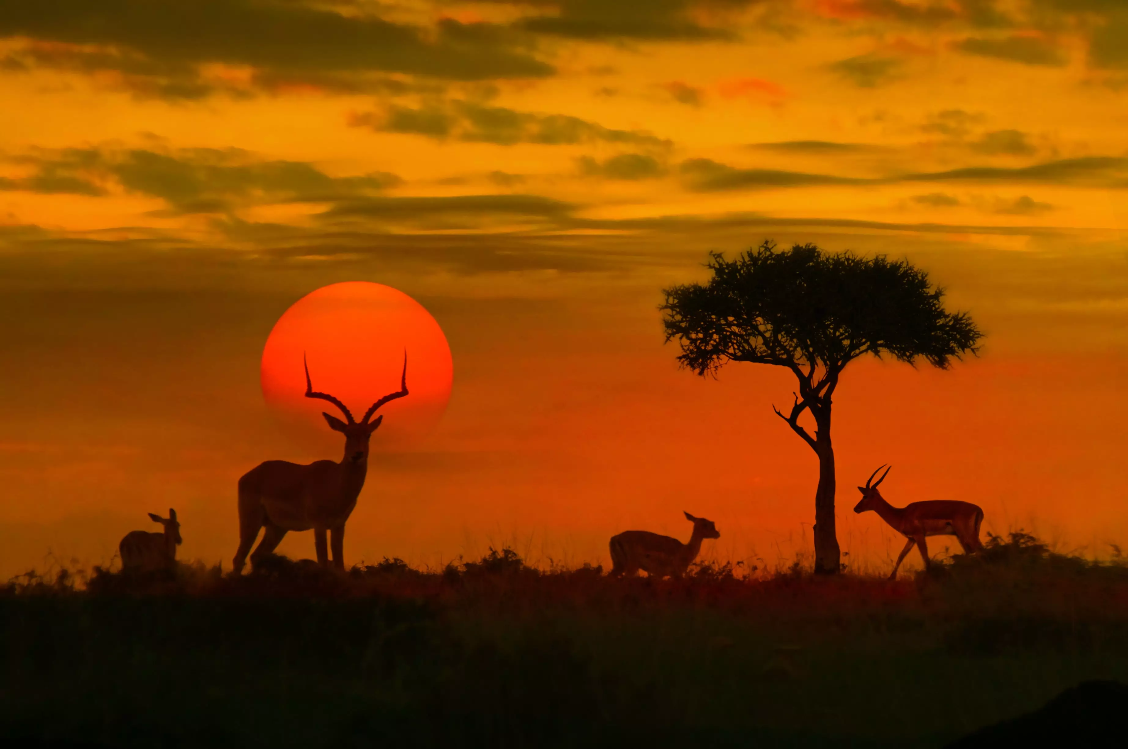 Deal Alert: Teb Chaws Asmeskas mus rau Kenya rau $ 549+ Round-Trip