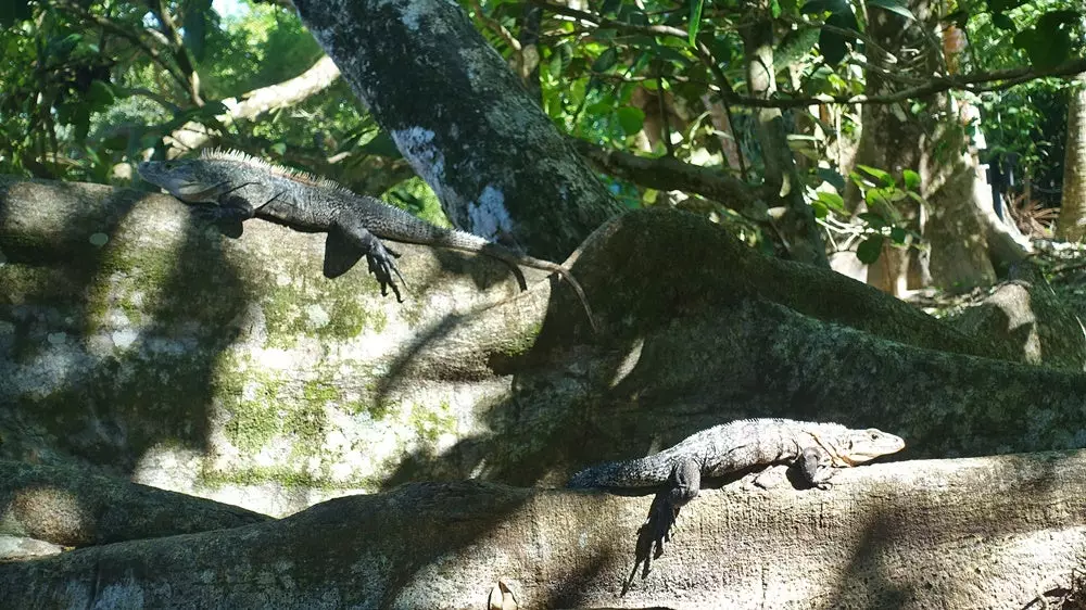 Vekolînek li ser Suite Fuselage li Otêla Costa Verde, Costa Rica 23411_28