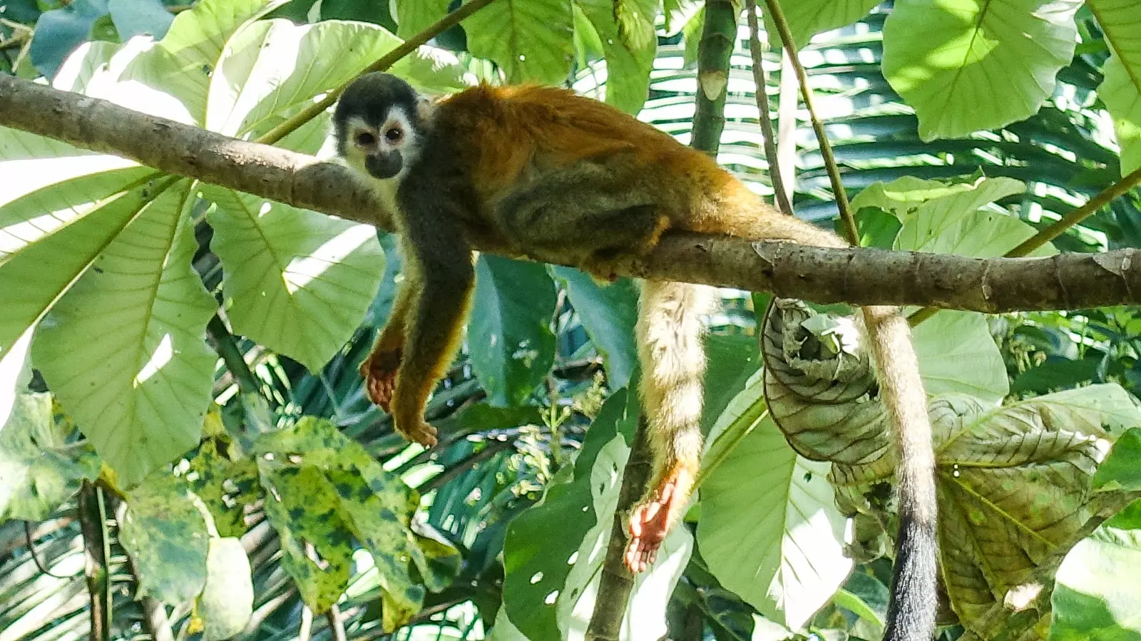 Ein Rückblick auf die Rumpfsuite im Hotel Costa Verde, Costa Rica 23411_29