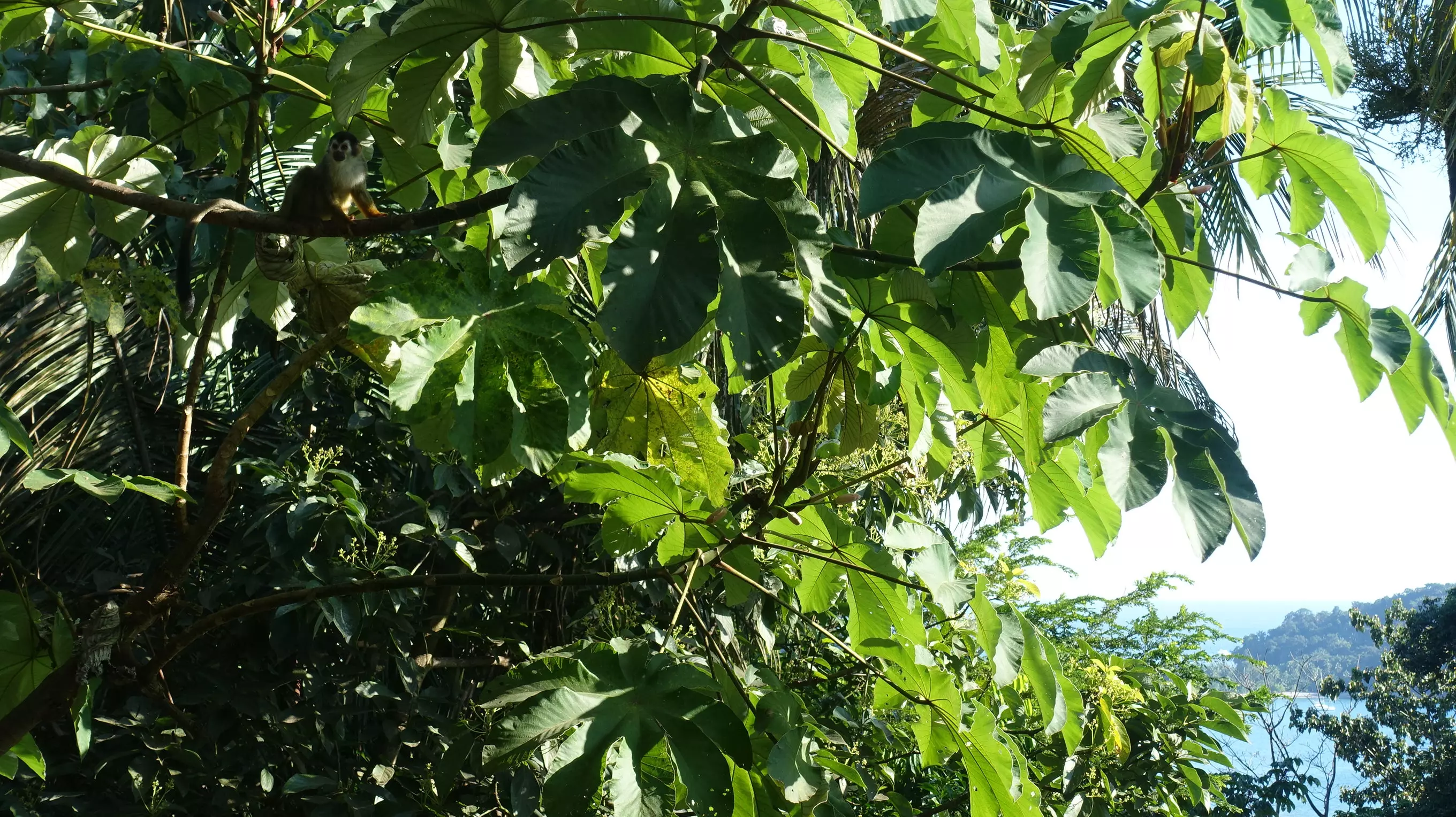 Vekolînek li ser Suite Fuselage li Otêla Costa Verde, Costa Rica 23411_30