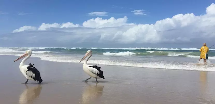 Foto 10: Ịchọgharị Byron Bay, Australia