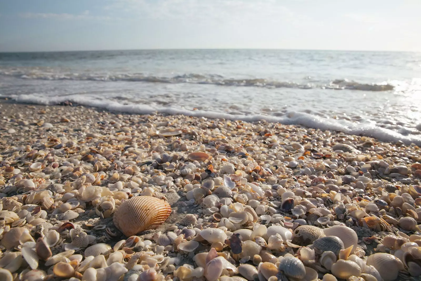 Sanibel muslingeskaller Florida