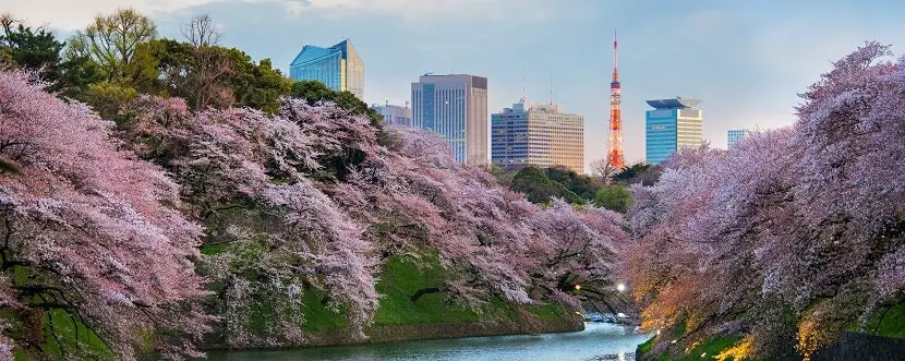 Upozornění na nabídku: USA – Japonsko za zpáteční cestu 525 USD