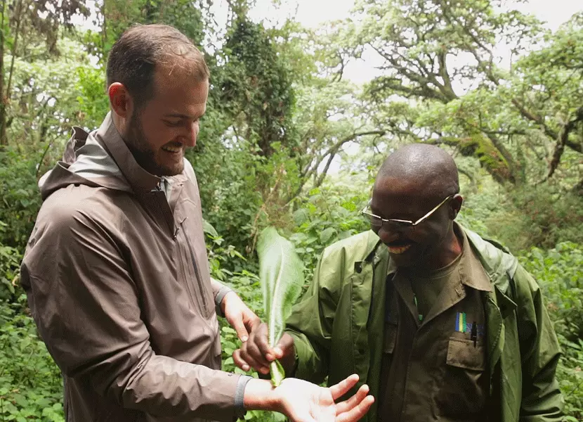 Ruanda çölünde aloe veranyň bejeriş täsirlerini açmak.