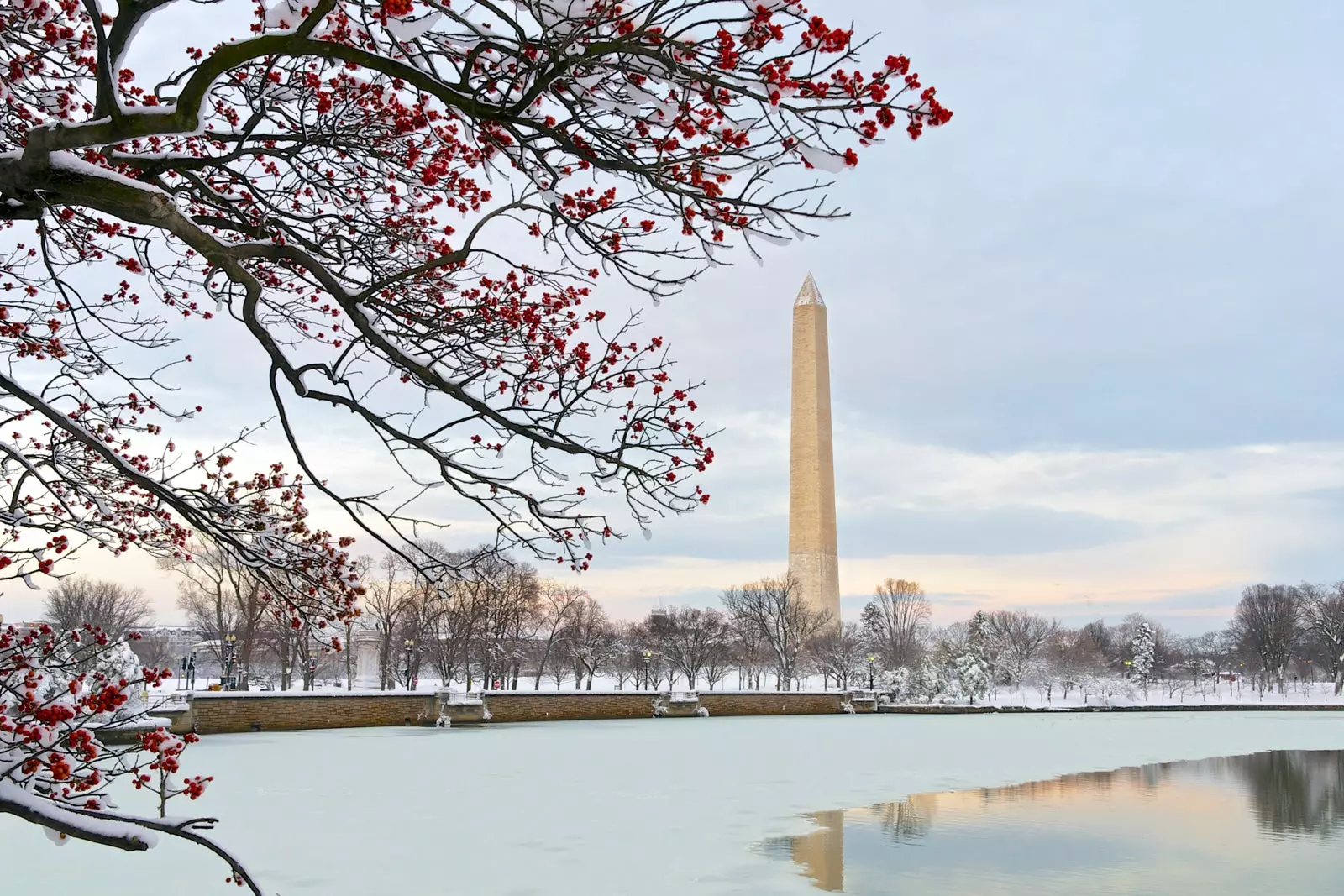 Flor de cerejeira florescendo Washington, D.C. com monumento ao fundo