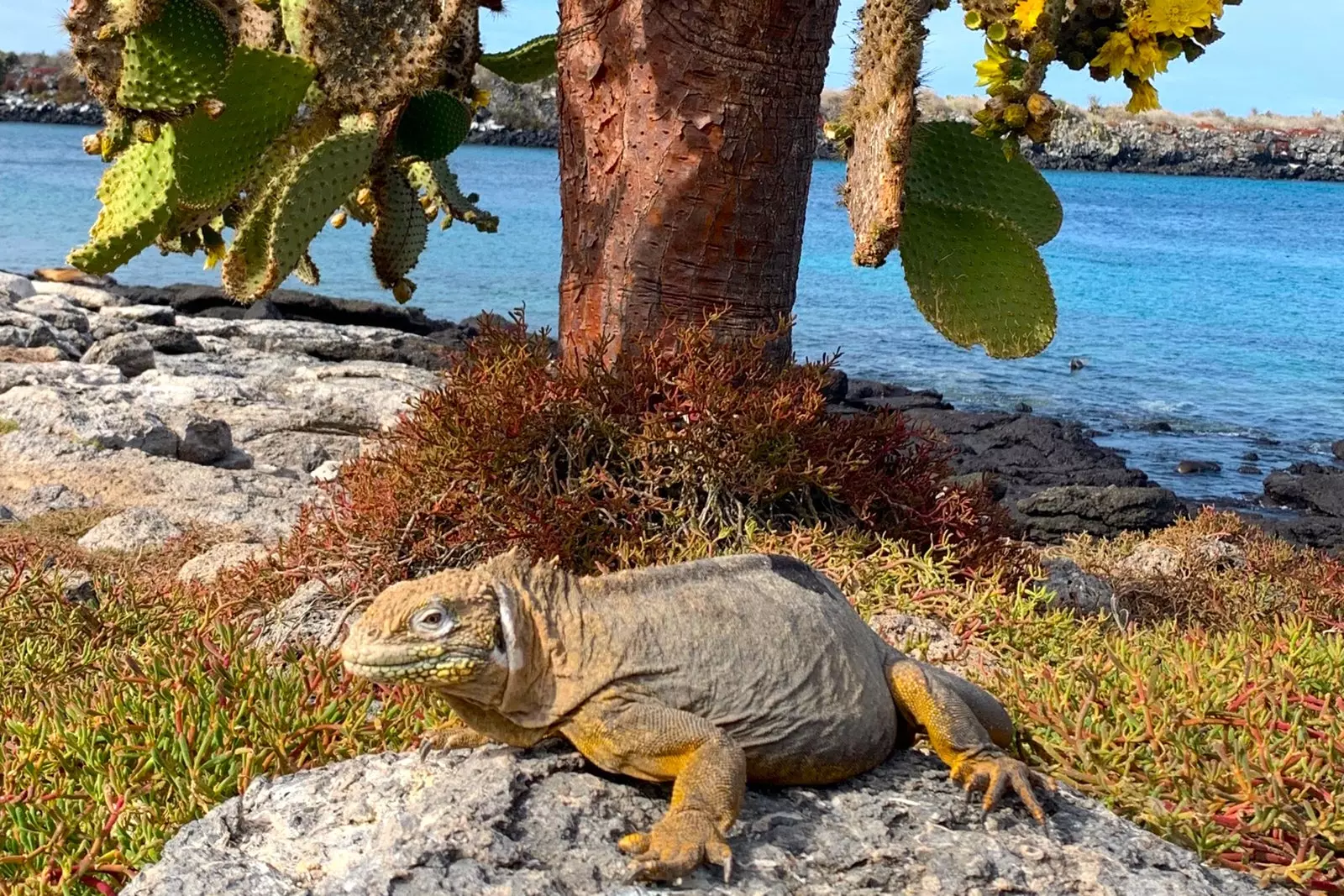 Iguana Galapagos