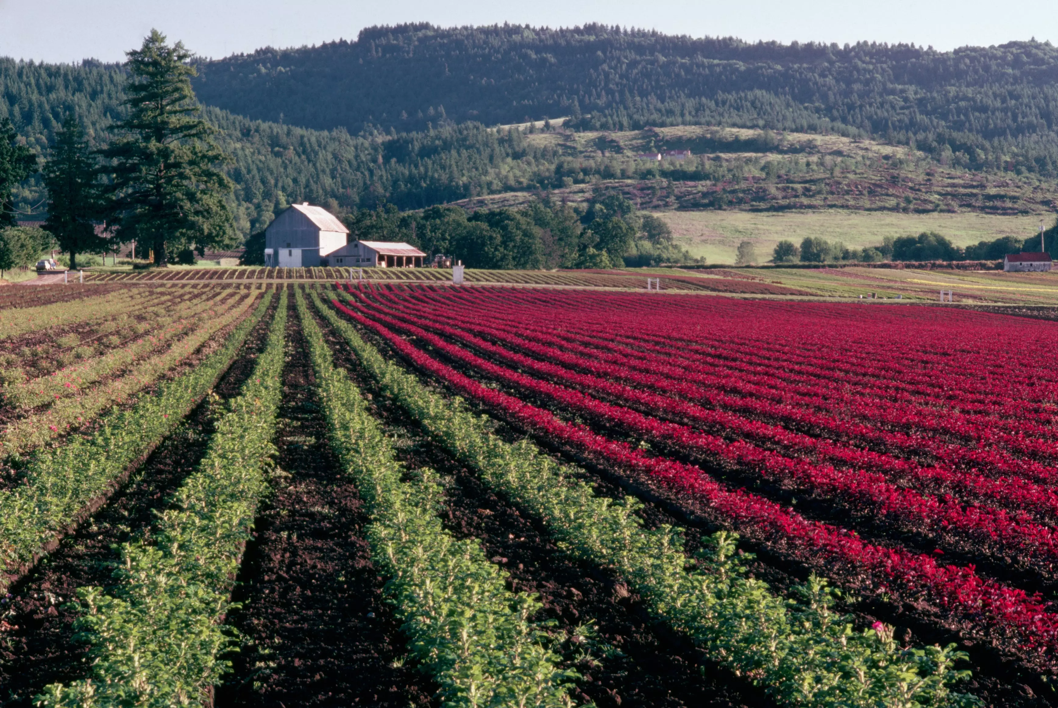 Pola zasadzone dla materiału szkółkarskiego, a w oddali stodoła, Willamette Valley, Oregon. | Lokalizacja: okolice Newberg, Willamette Valley, Oregon, USA. (Zdjęcie © Gary Braasch/CORBIS/Corbis za pośrednictwem Getty Images)