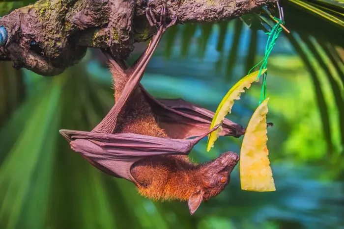 Sato sapertos kalong buah Malaya tiasa ditingali di Kebon Binatang Singapura. Poto kahadean tina Shutterstock.