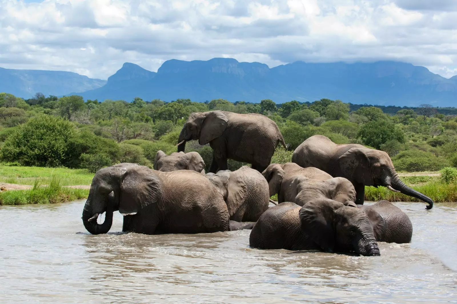 อุทยานแห่งชาติครูเกอร์ในลิมโปโป (ภาพโดย Ariadne Van Zandbergen/Getty Images)