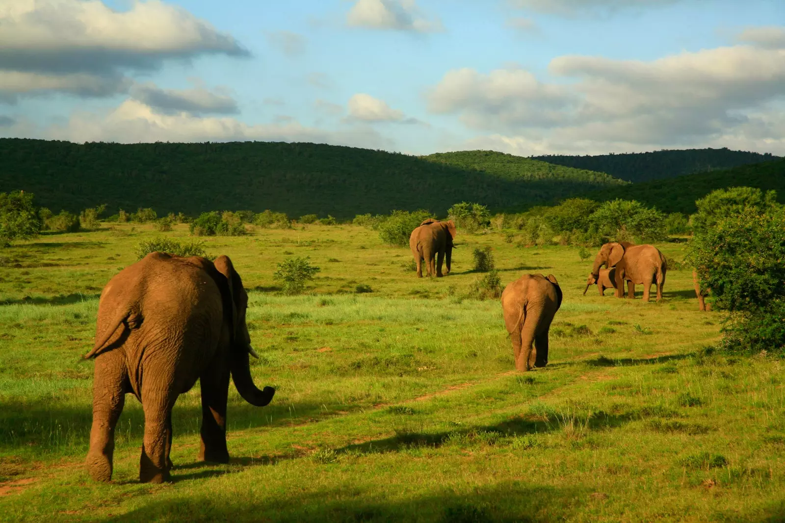 Национален парк Addo Elephant в Източен Кейп, Южна Африка. (Снимка от Джеръми Джоуел/Majority World/Universal Images Group/Getty Images)